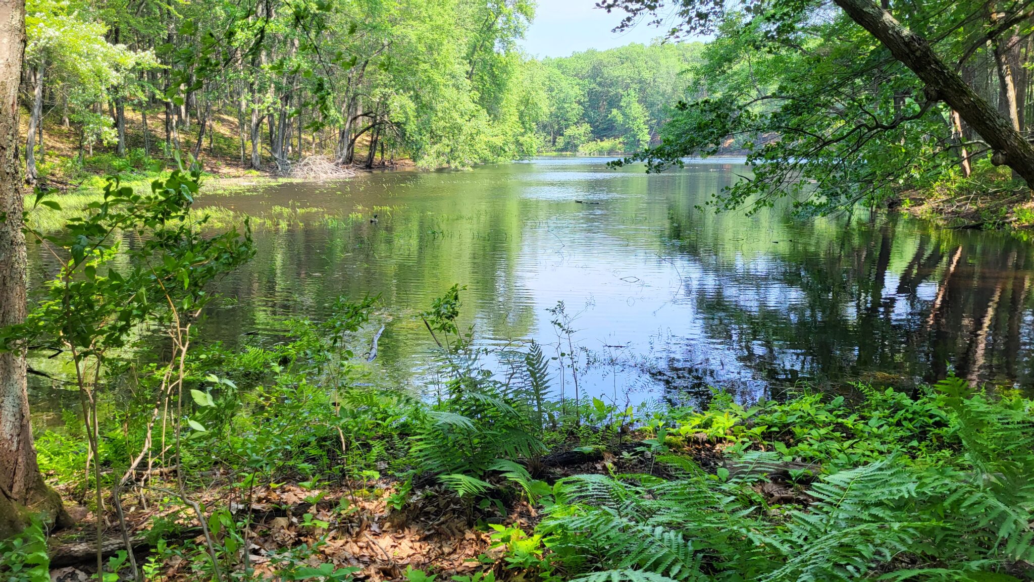 Skinner Forest Area – Groton Trails Network