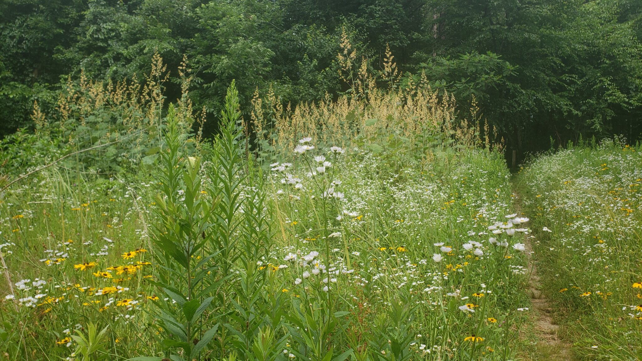 Wharton Plantation – Groton Trails Network